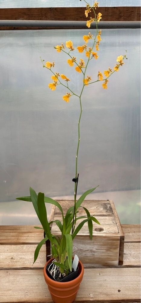 Oncidium Gower Ramsey 'Orange Delight'