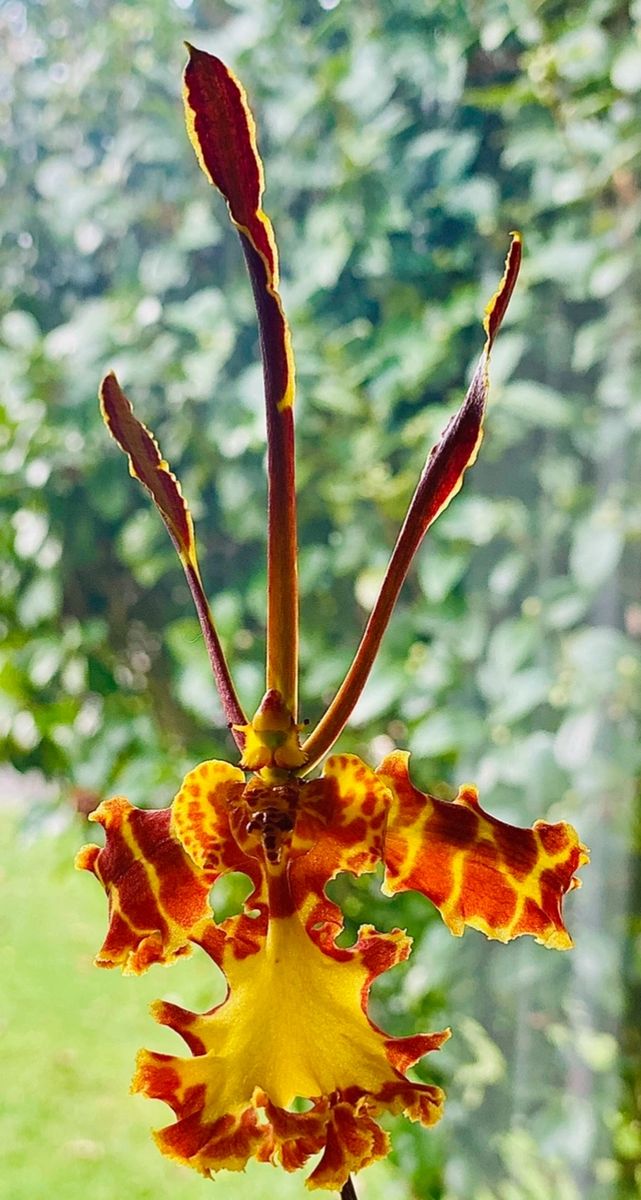 Psychopsis Orchids