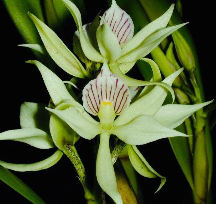 Prosthechea Fragrans