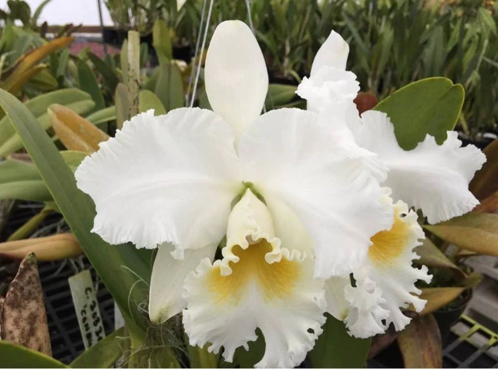 Cattleya Bob Betts ‘The Conqueror’