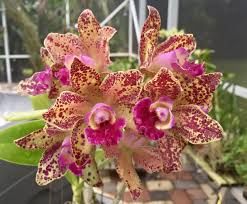 Rlc Waianae Leopard ‘Ching Hua’
