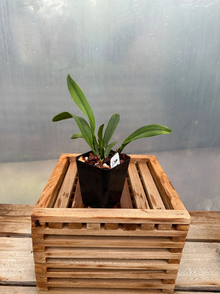 Lc Aussie Sunset 'Cosmic Fire' HCC/AOS X Lc Tokyo Magic '6-1' AM/AOS