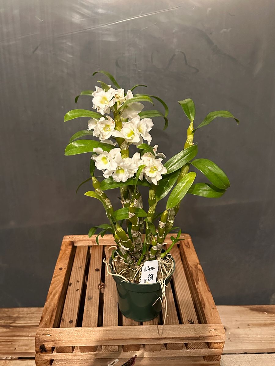 Dendrobium Spring Dream ‘Apollon’