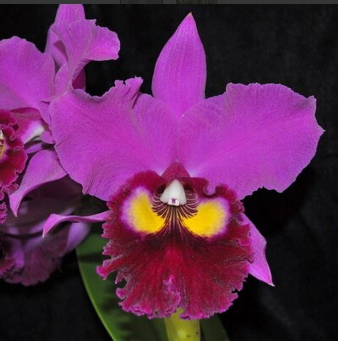 Rlc Anna Saeki 'Volcano Queen'