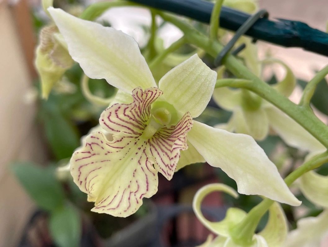 Dendrobium Mini Snowflake x Dendrobium Joyce Kelly