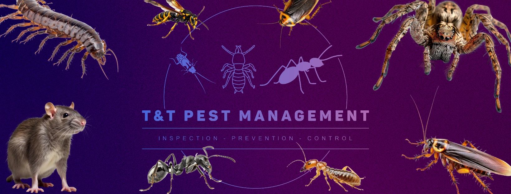 Pest Control Rockhampton | Local Experts | T&T Pest Management|