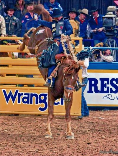Bucking Horses | Dakota Rodeo