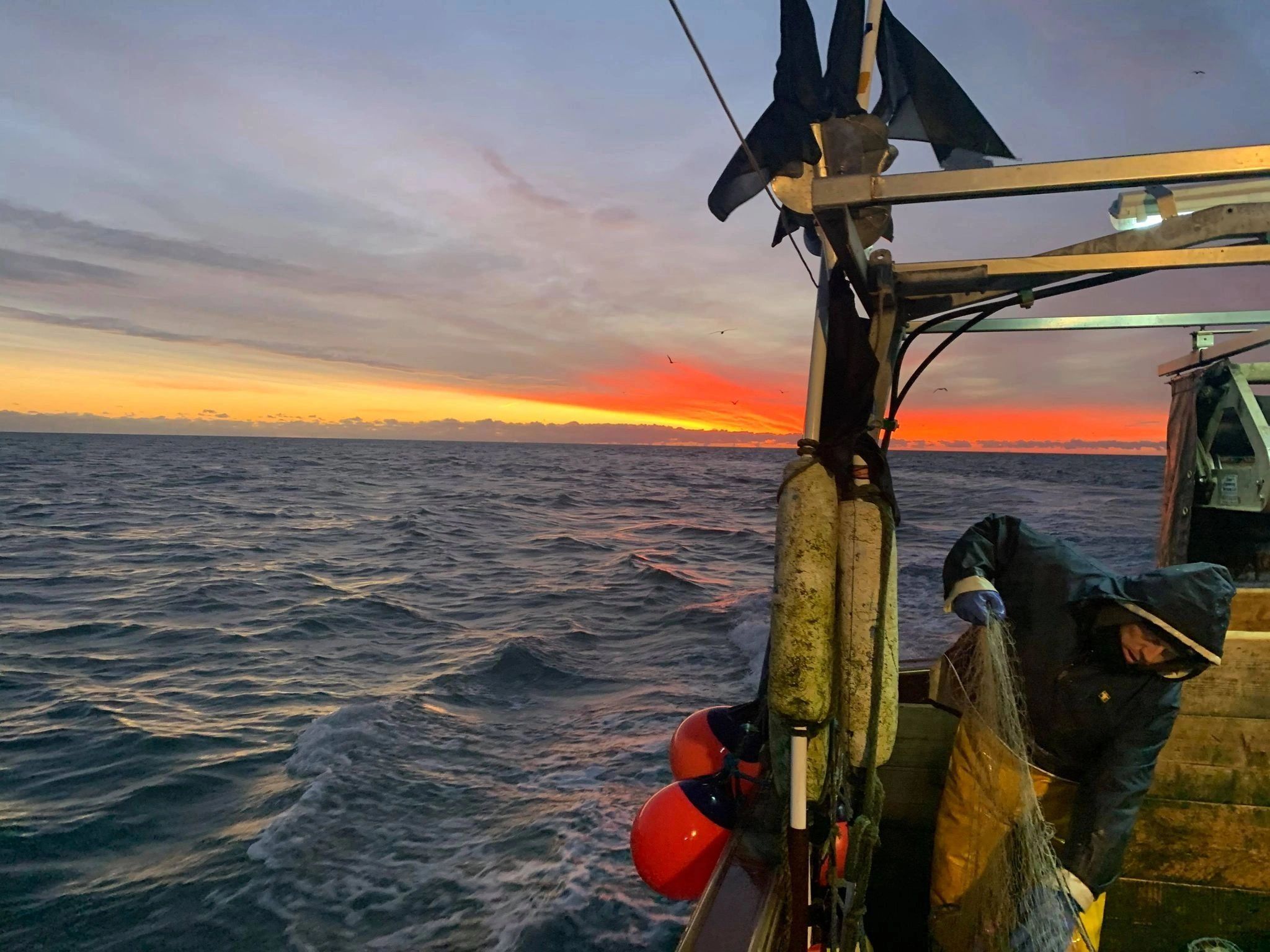 Wholesale | Colchester Fresh Fish