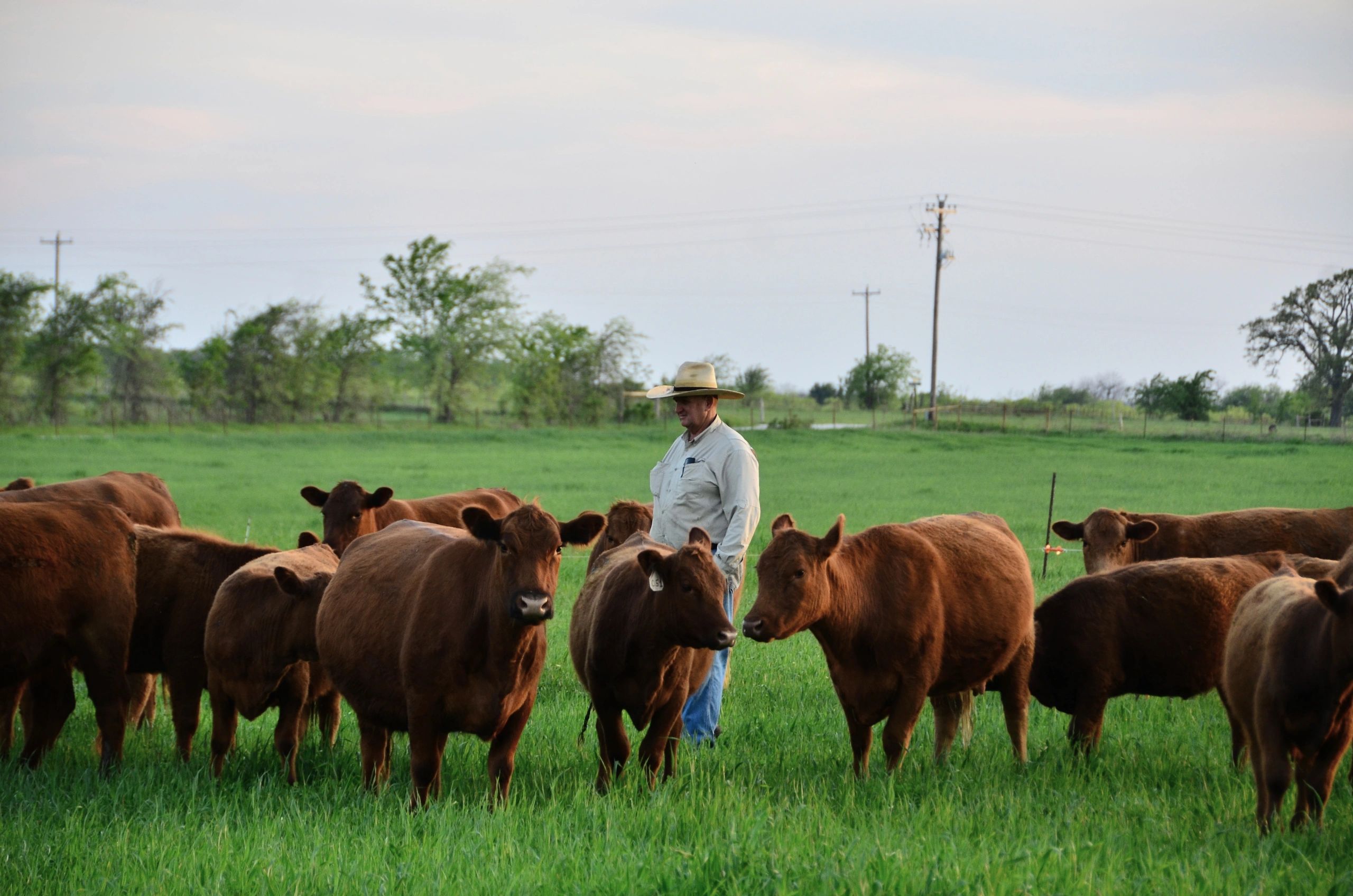 Texas Bred Organic Meat