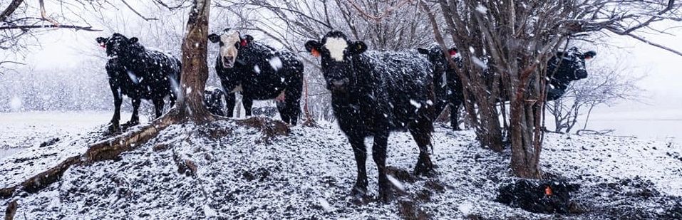 Calving Supplies