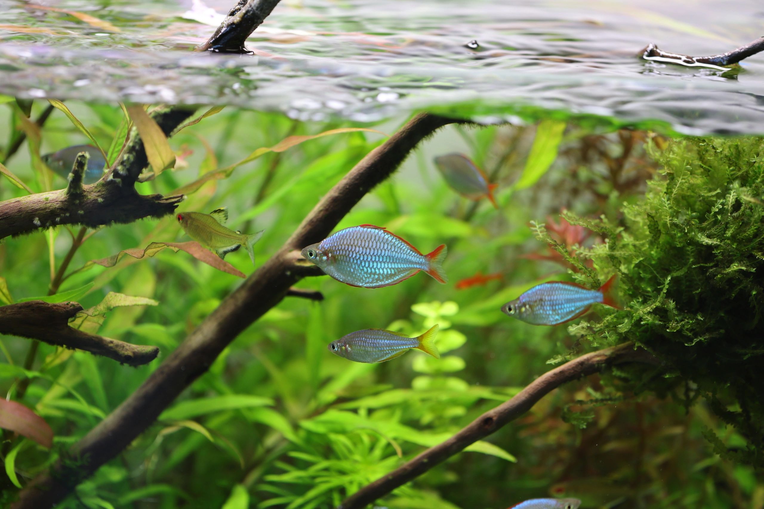 The Chlorophyll Corner: Your One-Stop Aquarium Shop