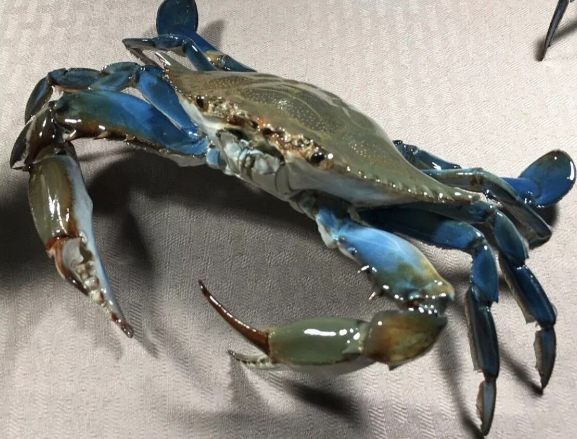 Real Blue Crab 呂