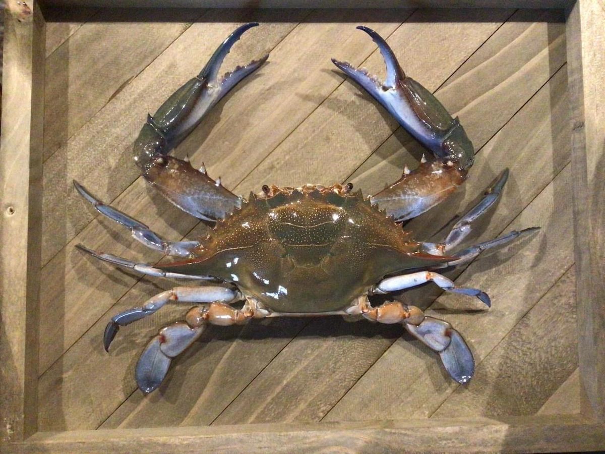 Classic blue crab wood mount on sale limited time