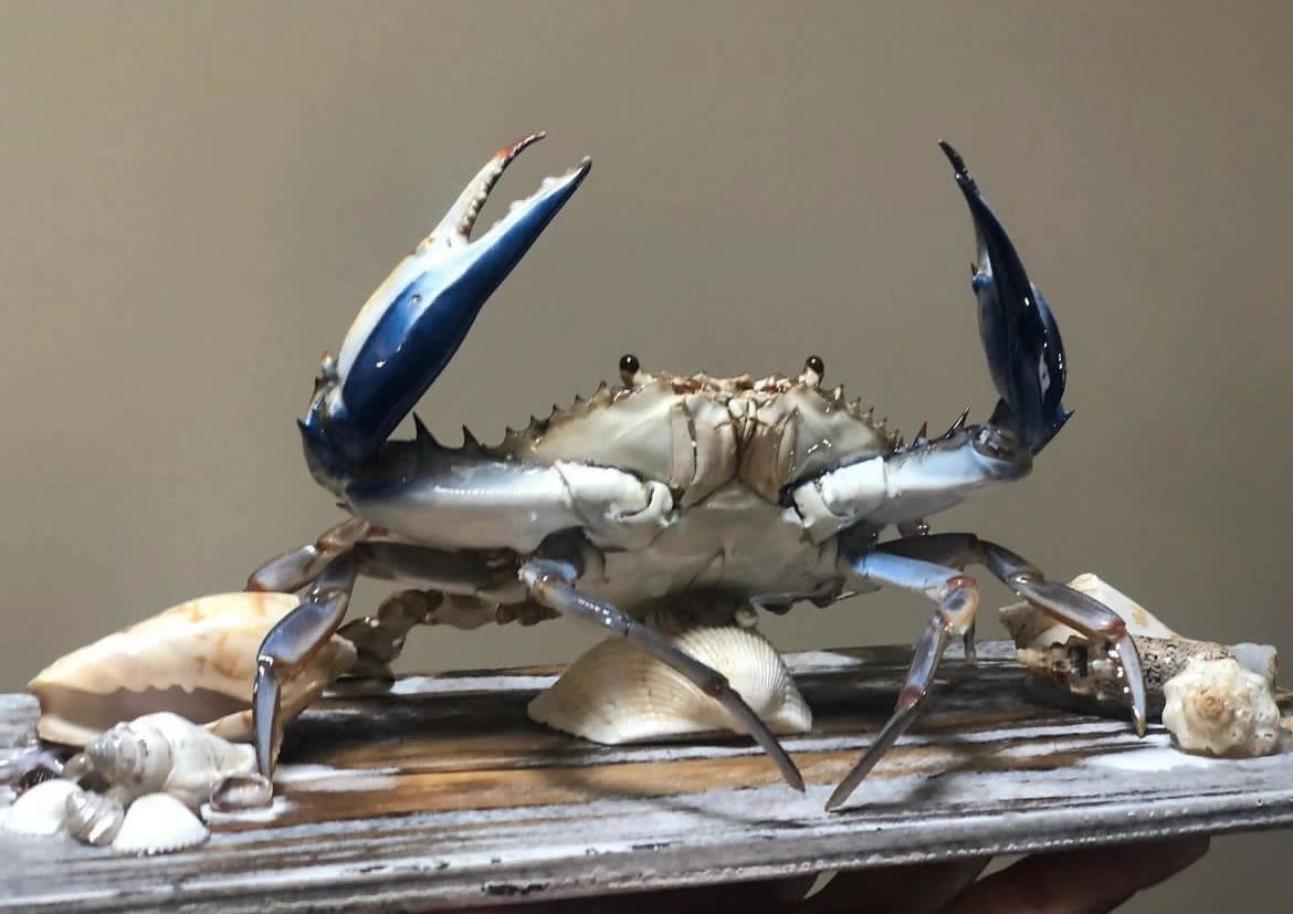 attack crab wall mount with shells
