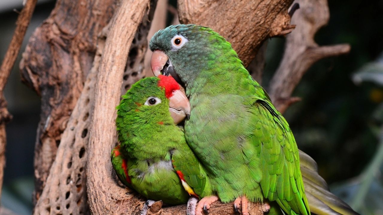 Greater Edmonton Parrot Society