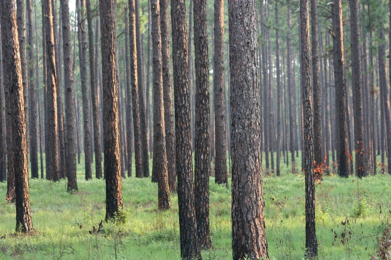 Evergreen Timber, Inc.