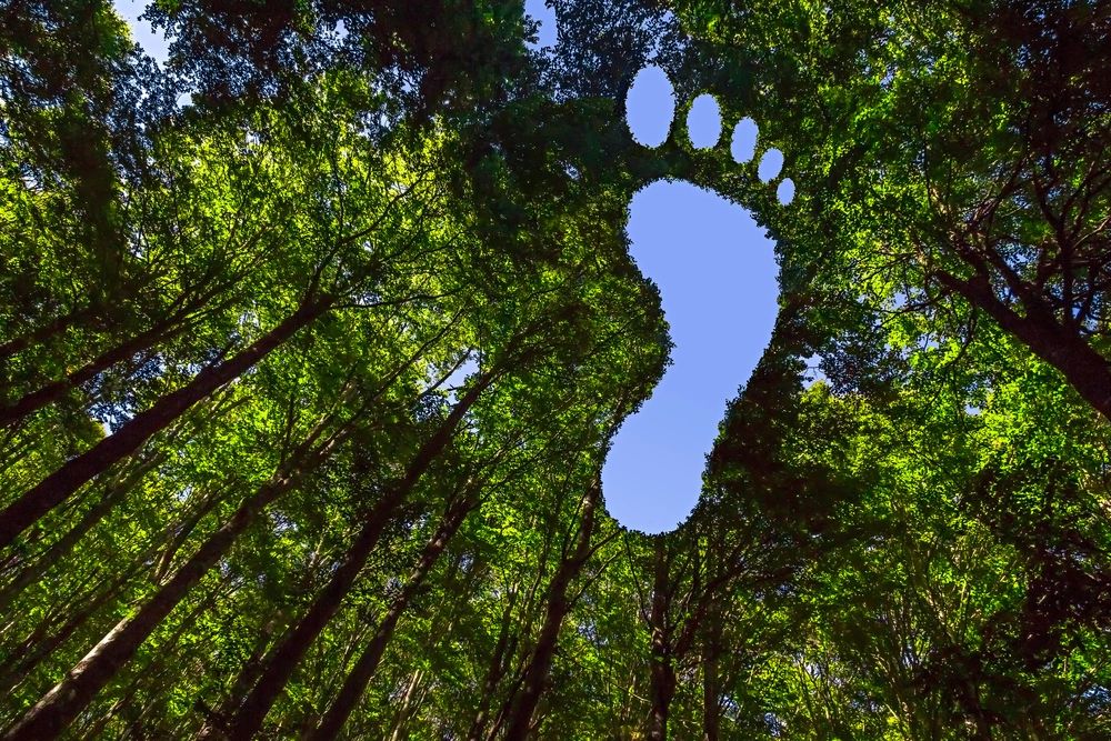 Calculating your carbon footprint and why it matters for SMEs