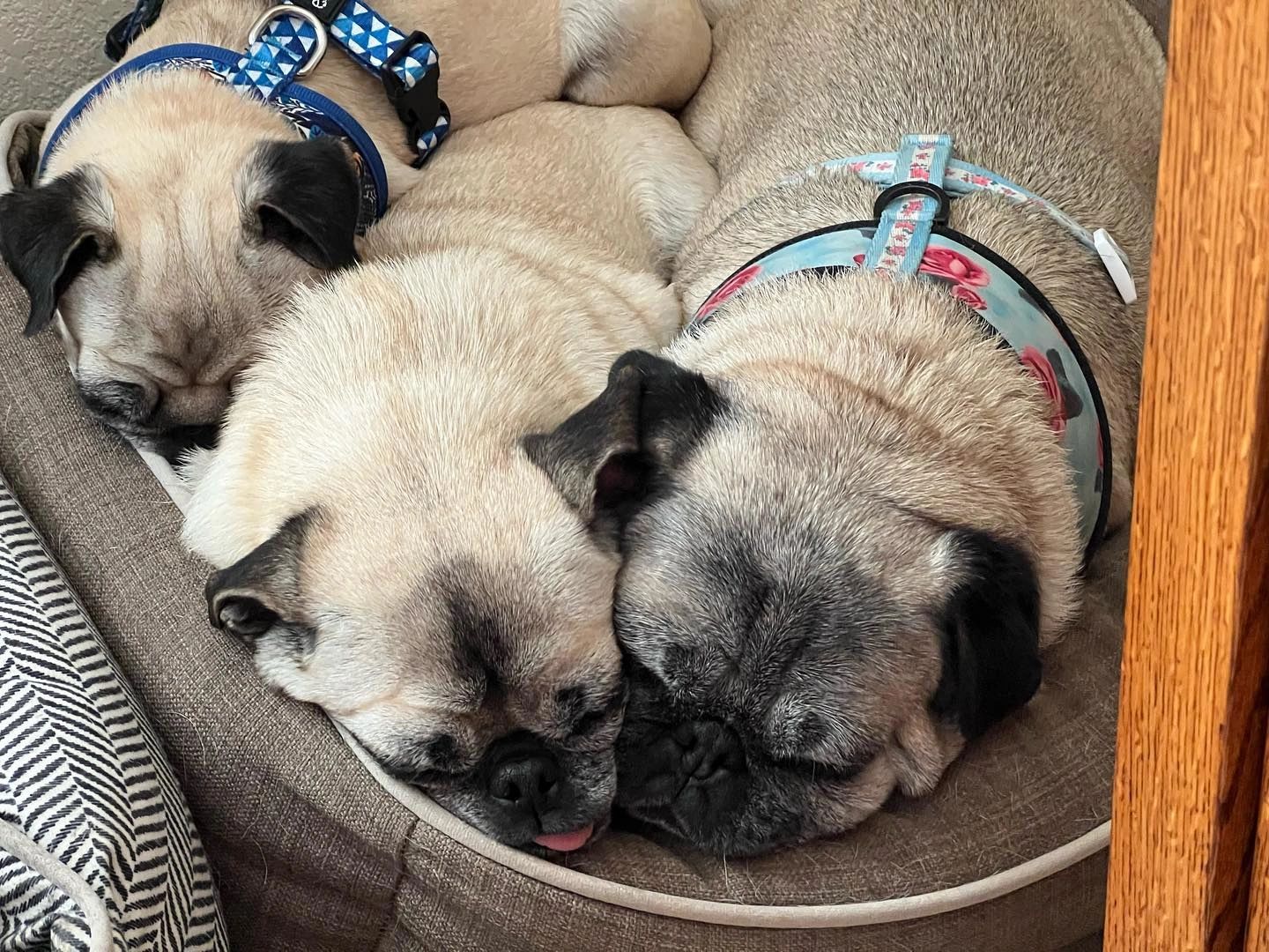 The Pug Hotel