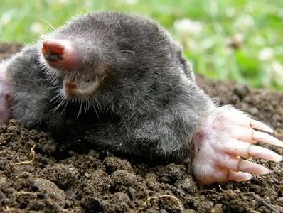 Moleliminator - Pest Control, Yard Mole Elimination