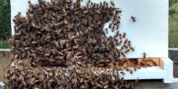 Beekeeping Supplies, Honey, Beekeeping - HiveFive Apiary & Bee Supply