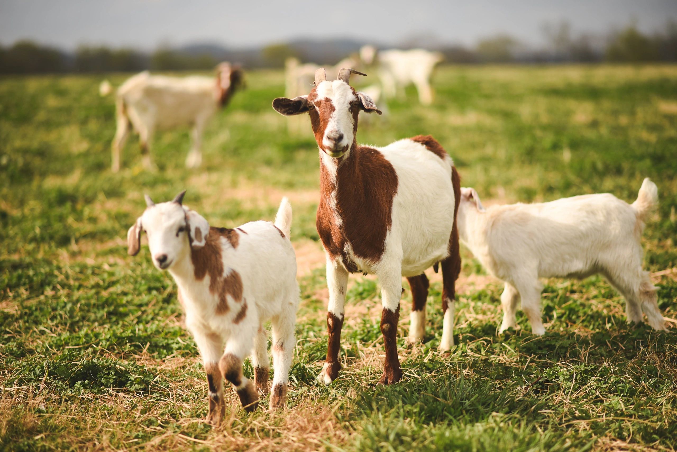 58 of them! (84% multiple goat births)