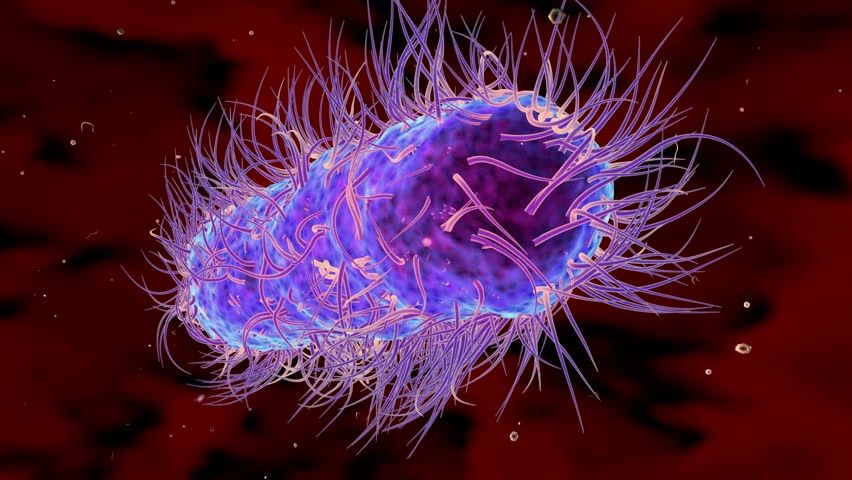 Bactria Pharmaceuticals, LLC