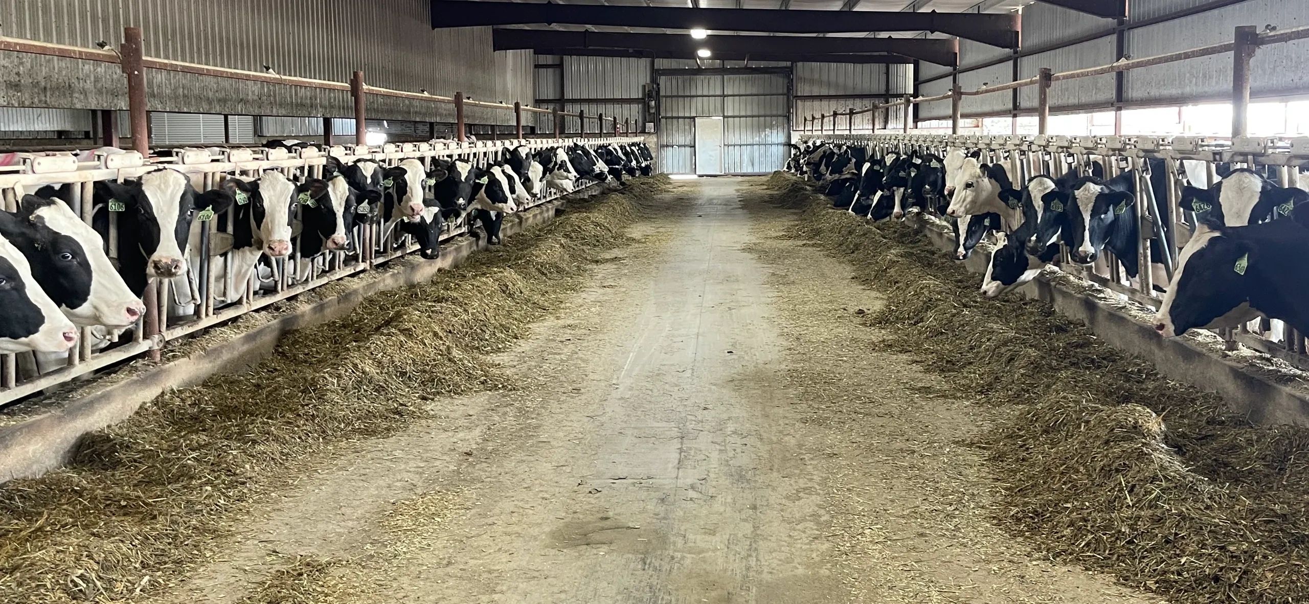 Quality Cattle Sales at Lanners Cattle Company