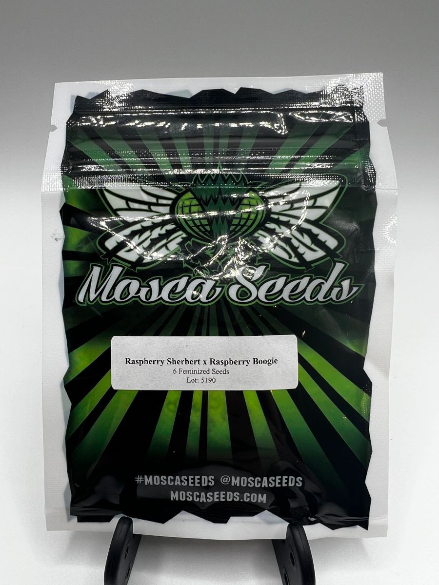 Mosca Seeds - Raspberry Sherbet x Raspberry Boogie