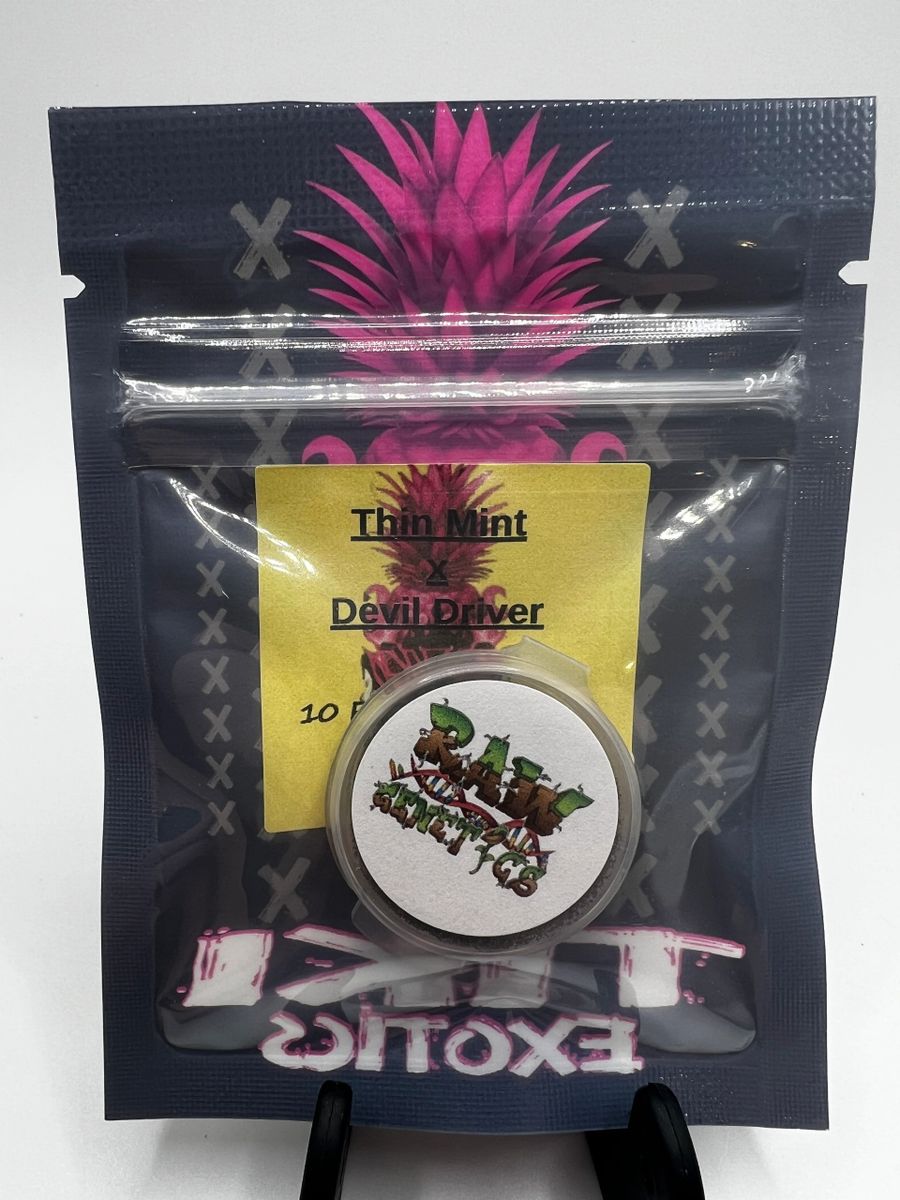 Raw Genetics - Thin Mintz x Devil Driver