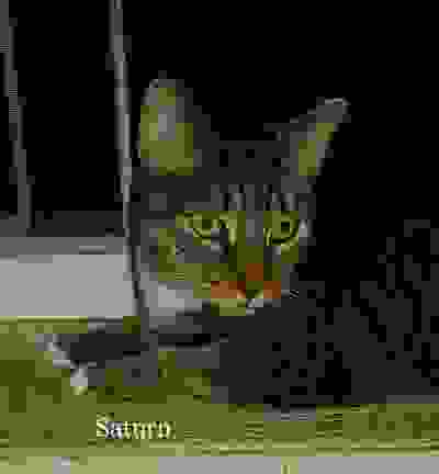 IttyBittyKittyNY.org - Cat Adoption - Brooklyn, New York