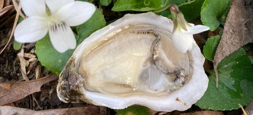 Serenoa Shellfish Company - Oysters, Skipper Sweets, Raw Oysters