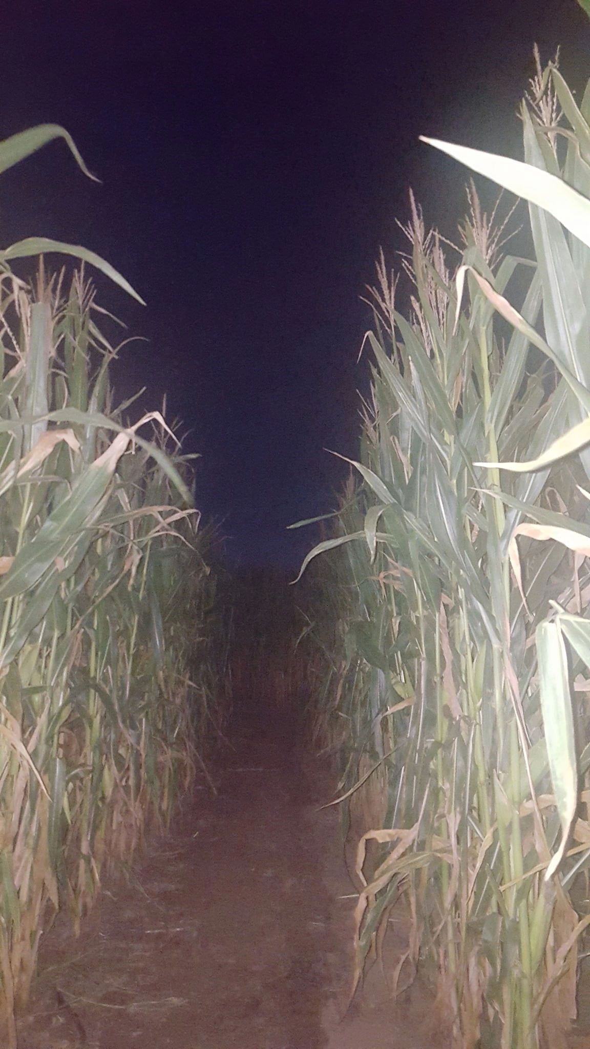 Night maze opens Sept. Sat 30th