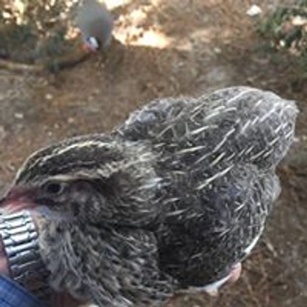 Quail Hatching Eggs - Gopher Ridge Quail and Game Bird Farm