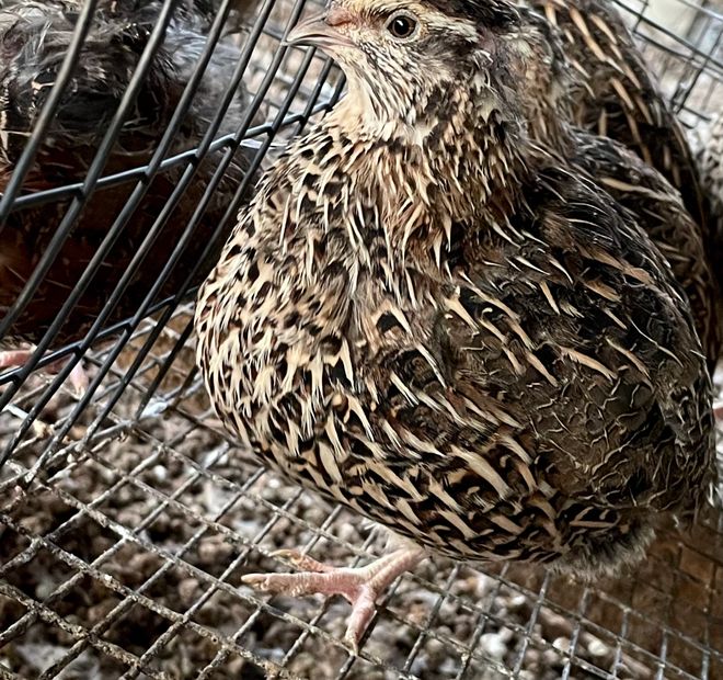 Quail Hatching Eggs - Gopher Ridge Quail and Game Bird Farm