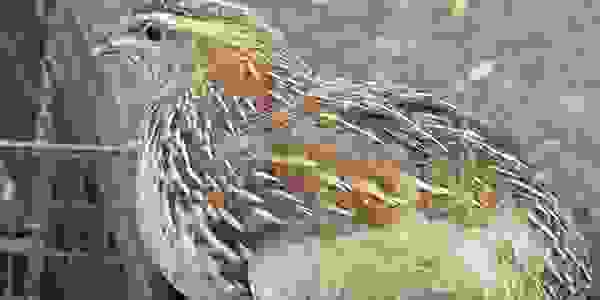 Quail Hatching Eggs - Gopher Ridge Quail and Game Bird Farm