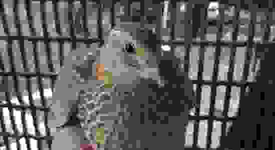 Quail Hatching Eggs - Gopher Ridge Quail and Game Bird Farm