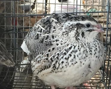 Quail Hatching Eggs - Gopher Ridge Quail and Game Bird Farm