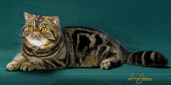 callyn cattery