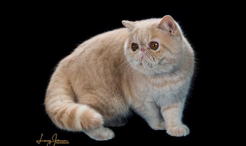 callyn cattery