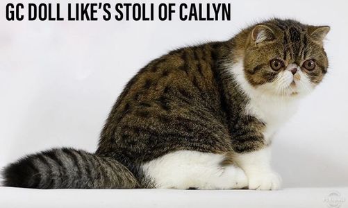 callyn cattery