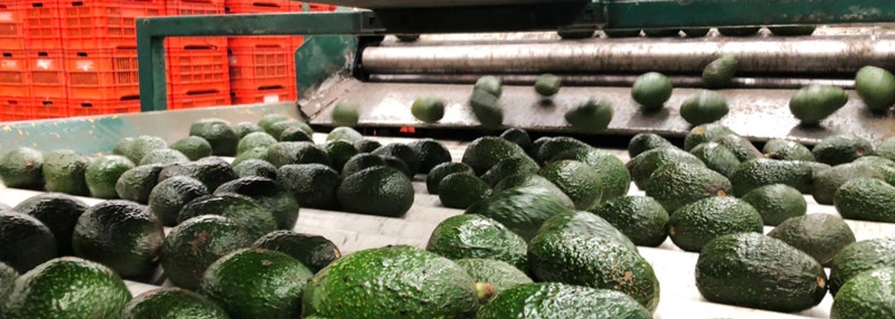 About us | Persea Oils & Orchards Ltd