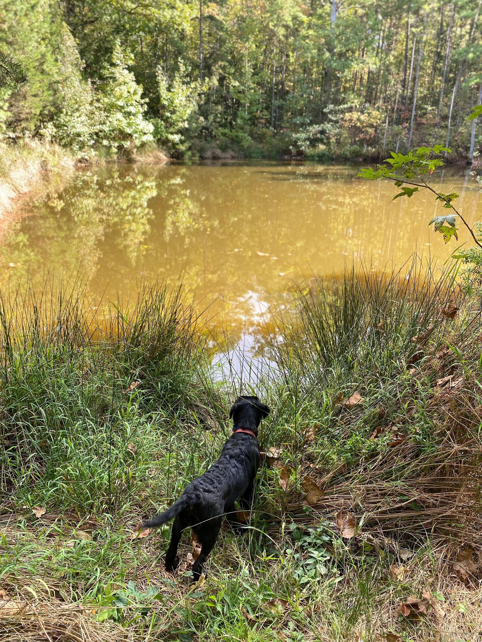 Coral Farms Dog Ranch