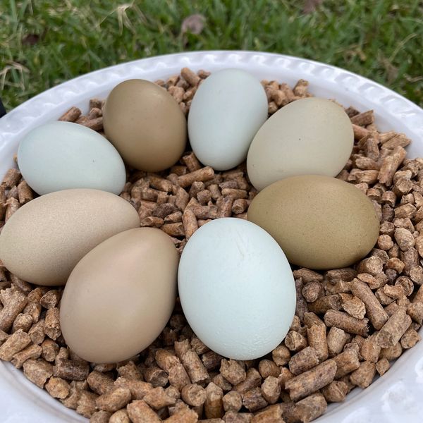 Hatching Eggs - Blue Feather Farms