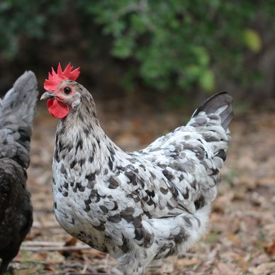 Hatching Eggs - Blue Feather Farms