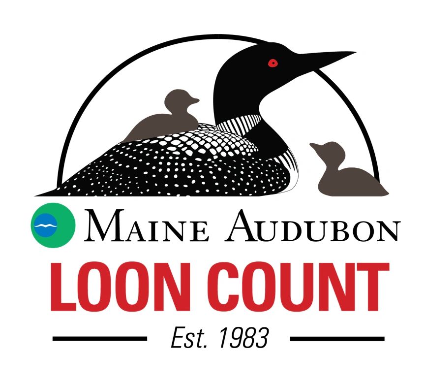 Annual Loon Count on Hogan & Whitney