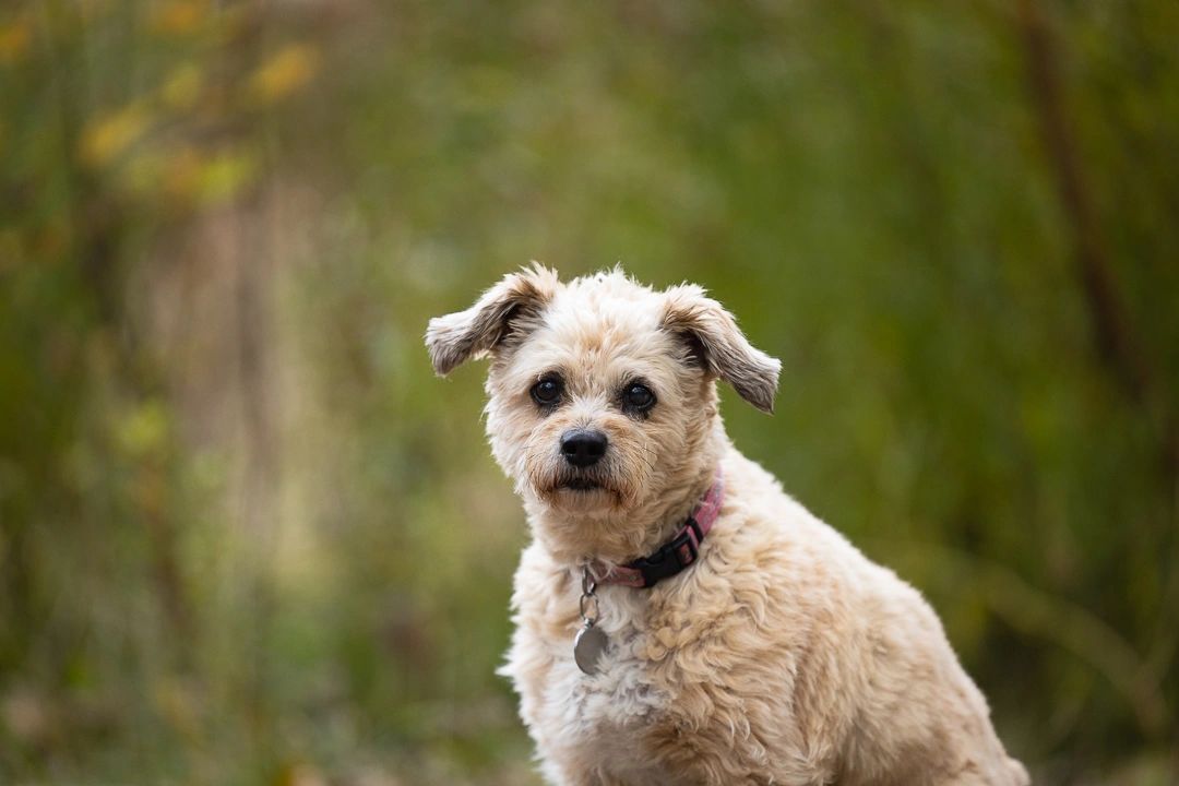 End of Life Photography