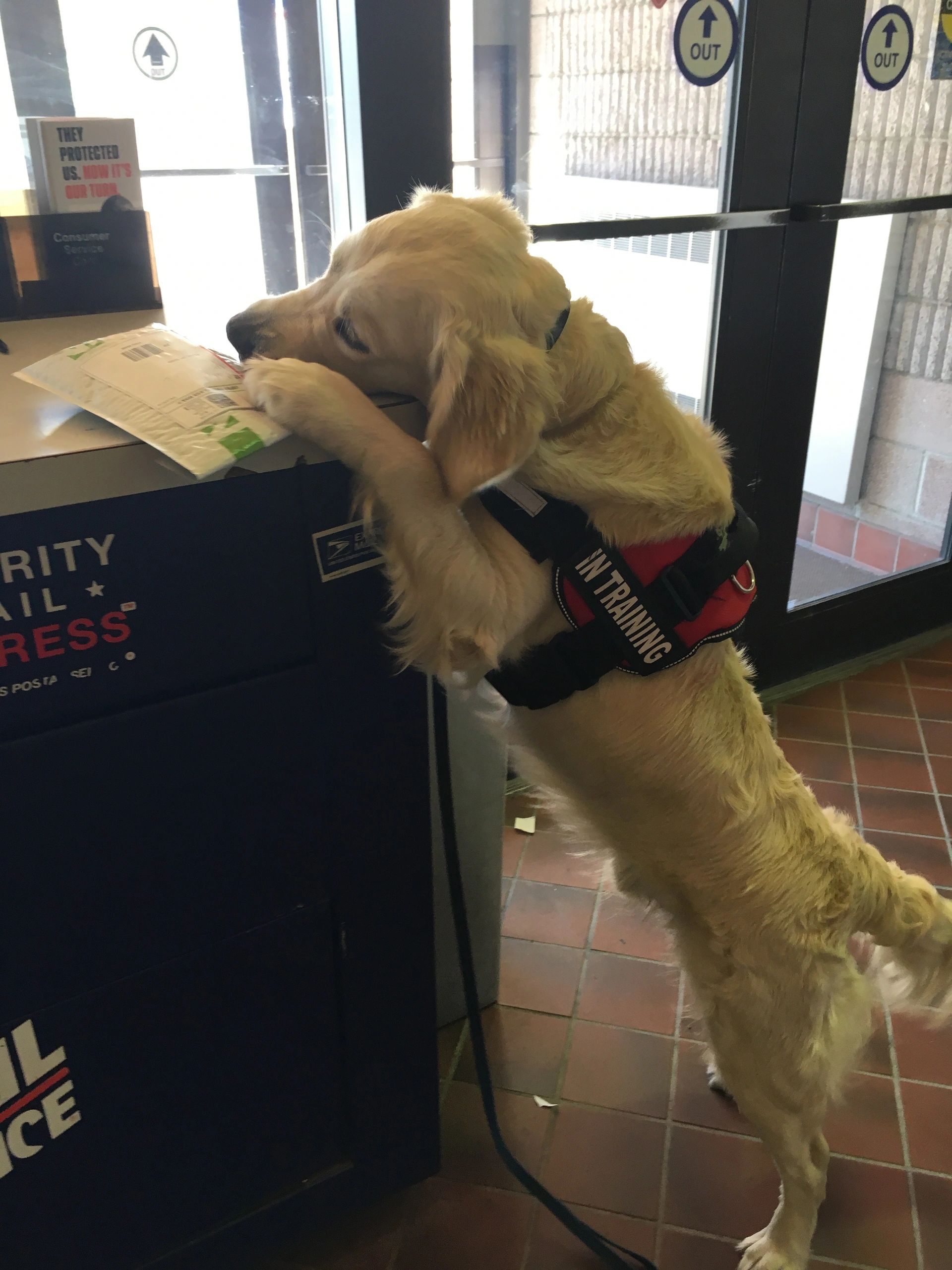 Endless Pawsibilities Service Dogs - Service Dog, Assistance Dog