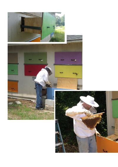 Honey Bee House | Feathered Friends Forever Rescue and Refuge