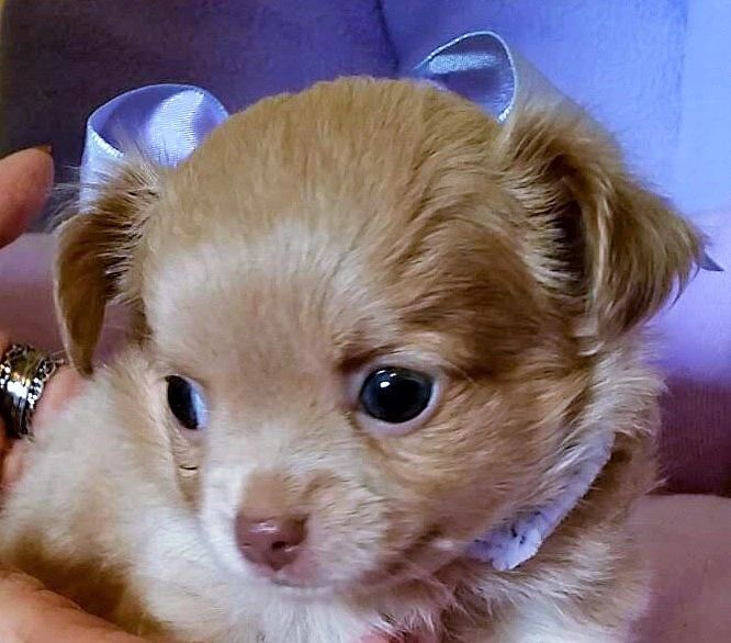 Available Puppies | Precious Petite Puppies