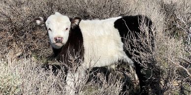 Available Calves | Mountain High Mini Cows